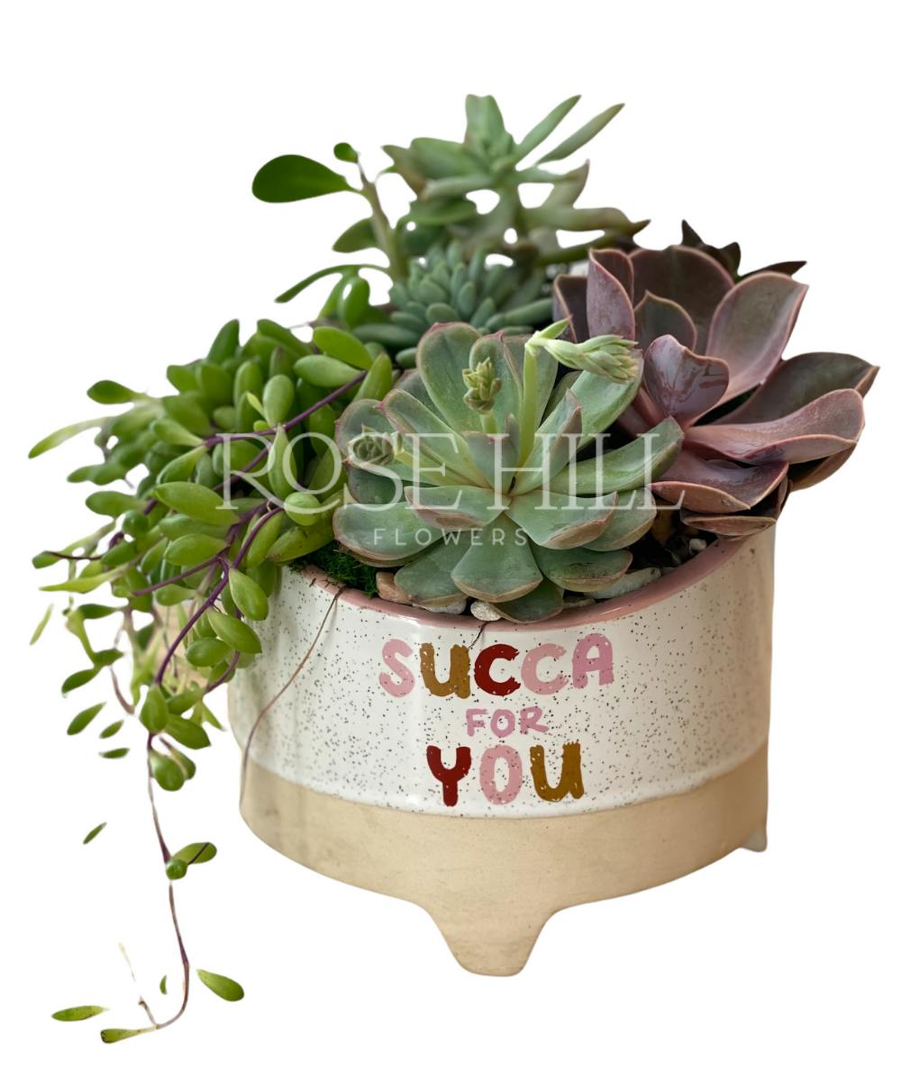Succa For You Succulent Plant Gift | Nashville TN